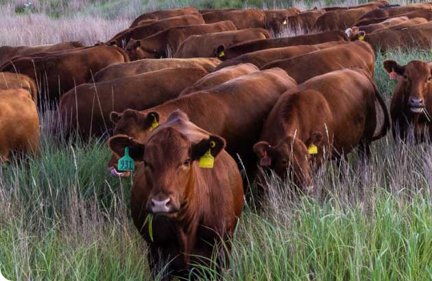 Welcome to America’s Heartland | Tyson Fresh Meats