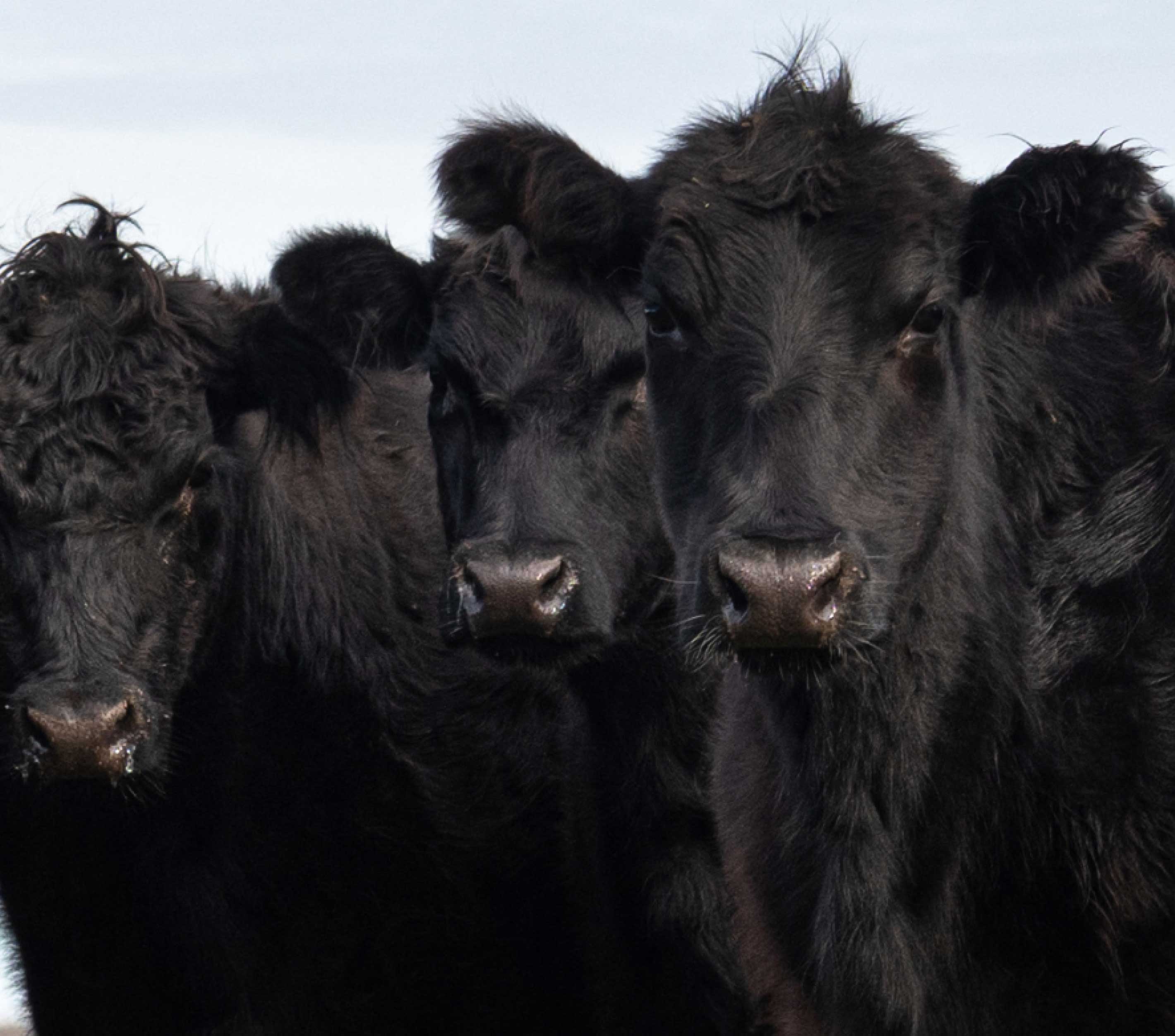 Committed To American Agriculture Tyson Fresh Meats