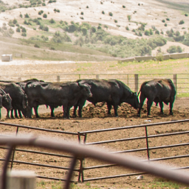 NHTC Program - Tyson Fresh Meats Europe